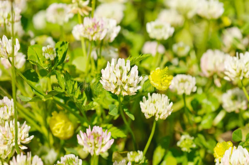 White clower flowers stock photo. Image of freshness - 39356692