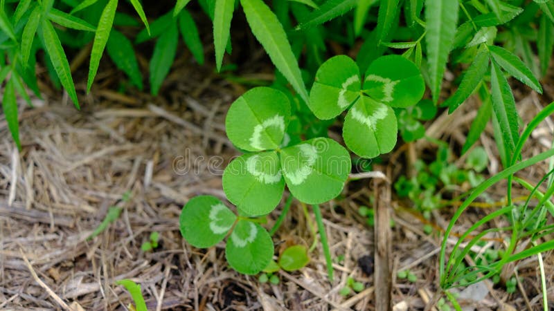 White Clower Leaf or Trifolium Reperns As Also Known As Dutch Clover ...