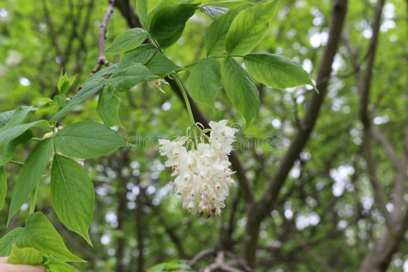 White Clusters of Beautiful Flowers Bloom on a Tree in Spring in the ...