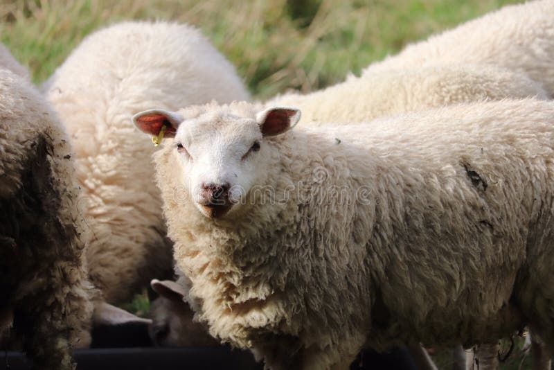 Fluffy Sheep Wearing Fluffy Coats in a Field Stock Image - Image of ...
