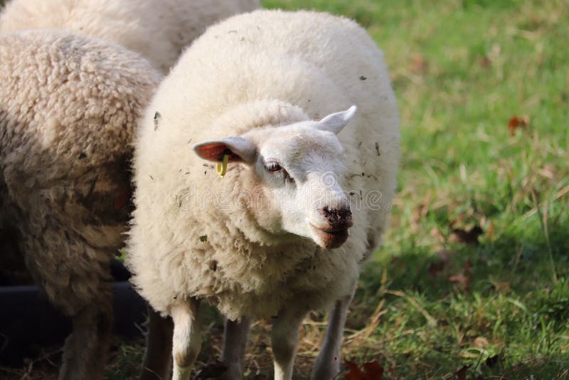 Fluffy Sheep Wearing Fluffy Coats in a Field Stock Image - Image of ...