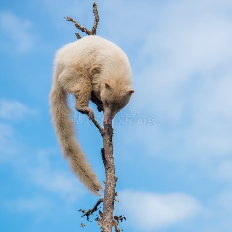 Coati Climbing Down a Palm Tree Stock Image - Image of nose, animal ...
