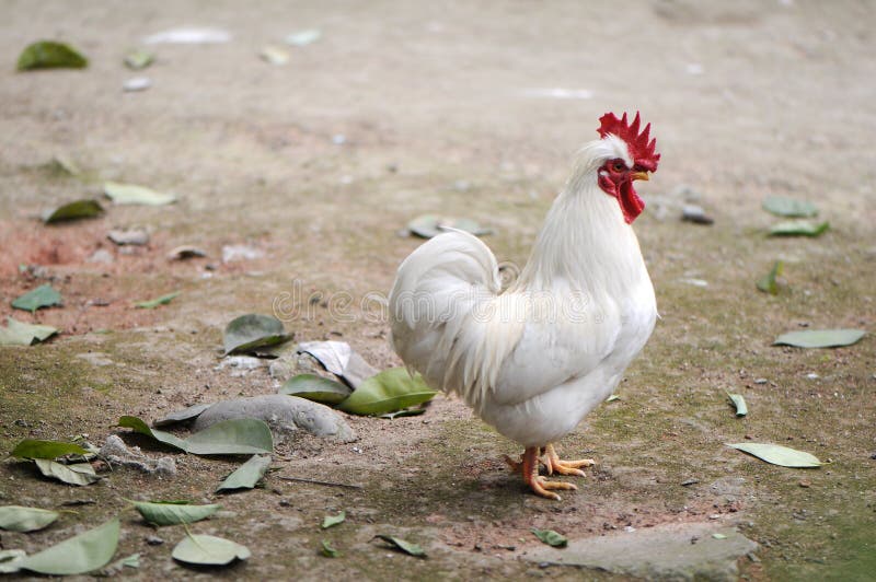 White stock photo. Image of fauna, male, cluck, life - 11851956