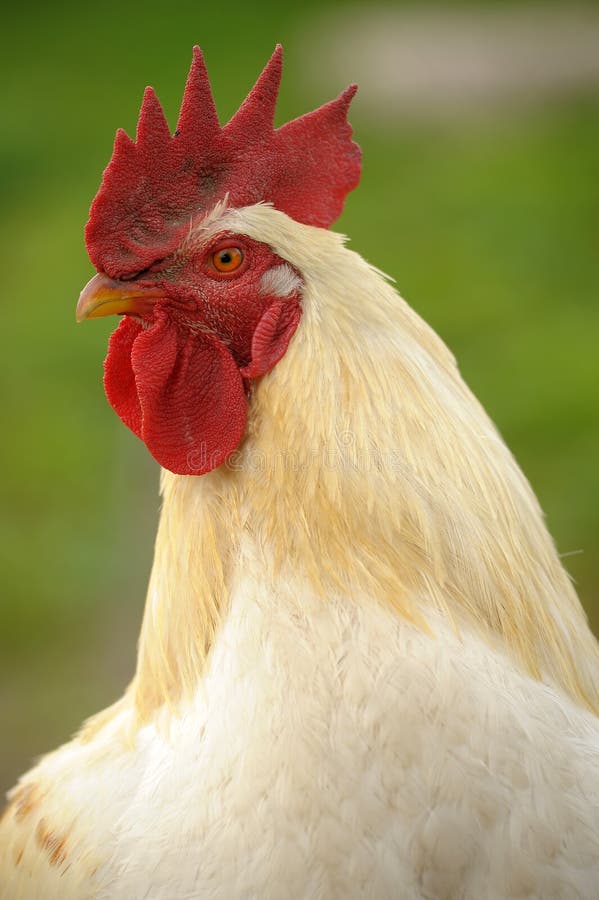 Cockerel stock image. Image of colourful, animals, rooster - 1897