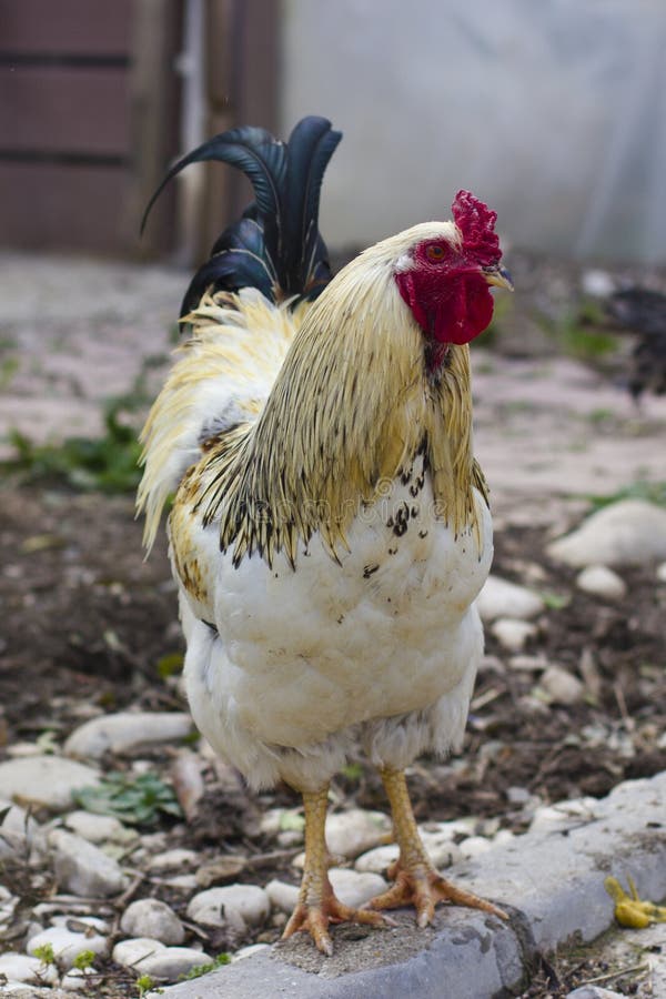 Big Red Blue Comb Stock Photos - Free & Royalty-Free Stock Photos from ...