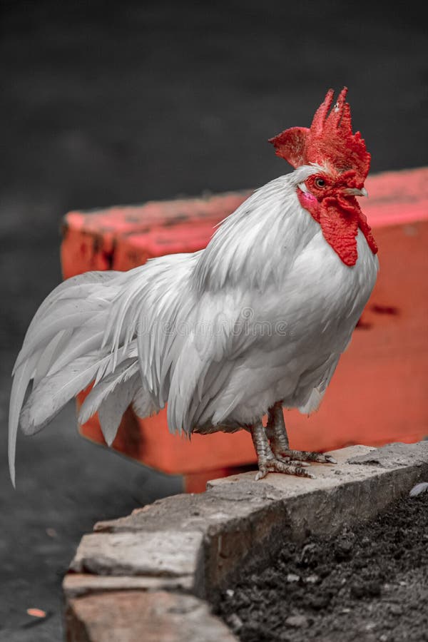 White that Looks Very Dashing Stock Image - Image of poultry ...