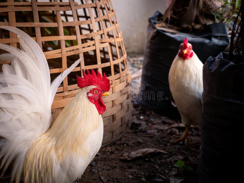 White Standing Calm stock image. Image of animal, chicken - 258132679