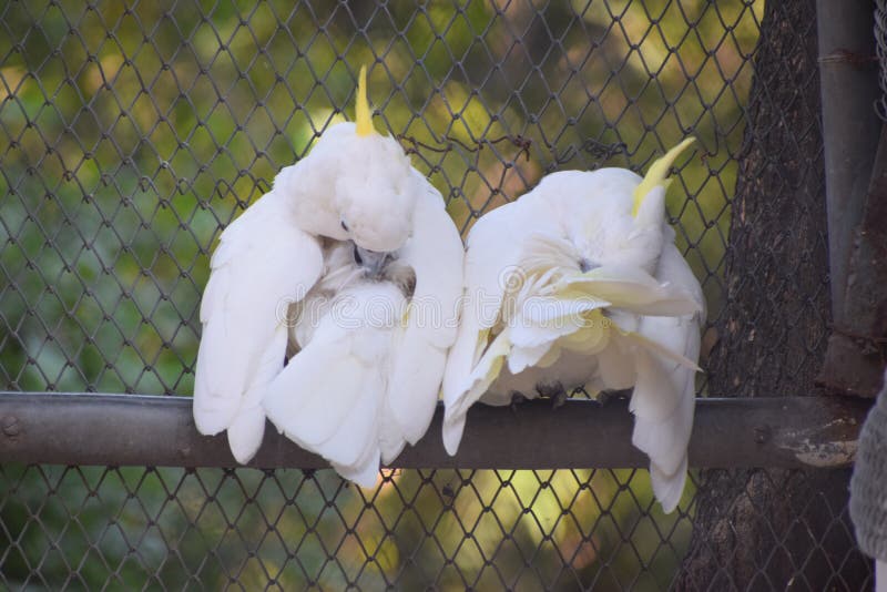 White Cockakoo stock image. Image of nature, cockakoo - 129363299