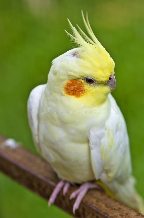 White cockatiel stock image. Image of bird, parrot, cockatoo - 31343635