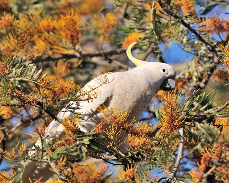 White cockatoo stock image. Image of feather, feathers - 17740205