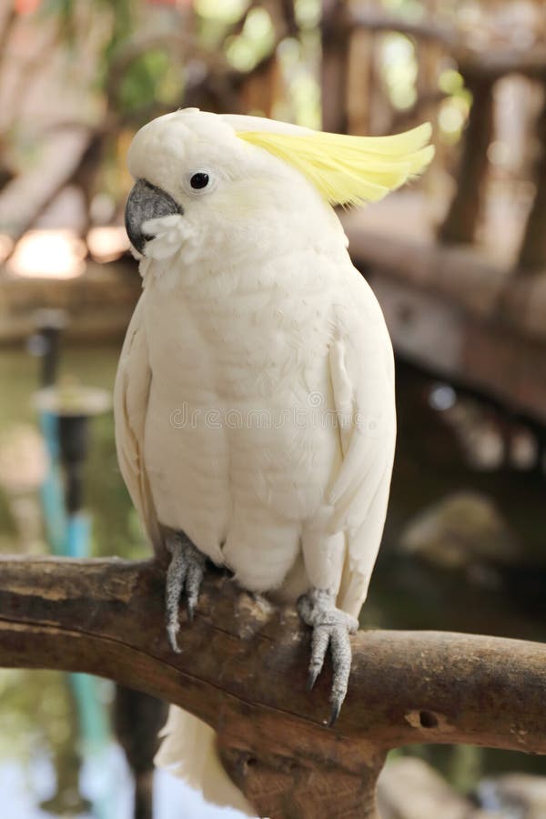 White cockatoo stock photo. Image of crested, forest - 37689668
