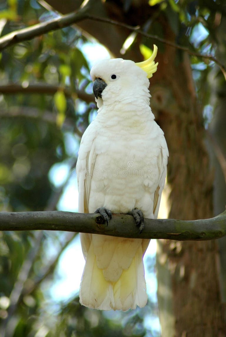9,938 White Cockatoo Stock Photos - Free & Royalty-Free Stock Photos ...