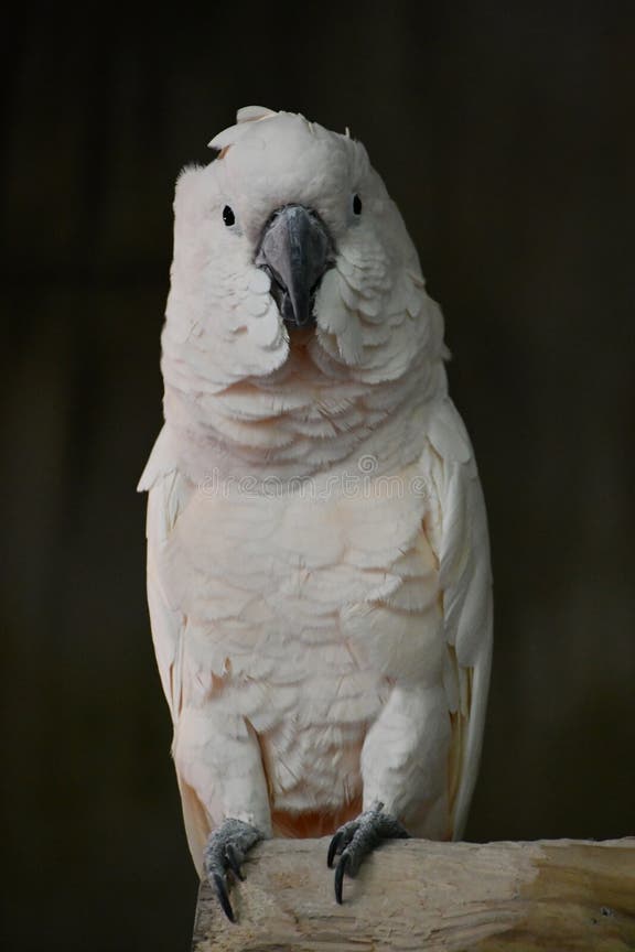A White Cockatoo Bird stock image. Image of australia - 320061665