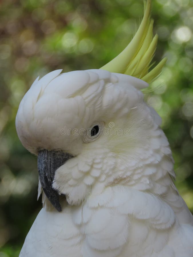 White Umbrella Cockatoo stock photo. Image of umbrella - 3485196