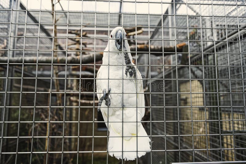 White Cockatoo in Cage at Parrot Zoo Stock Photo - Image of attractive ...