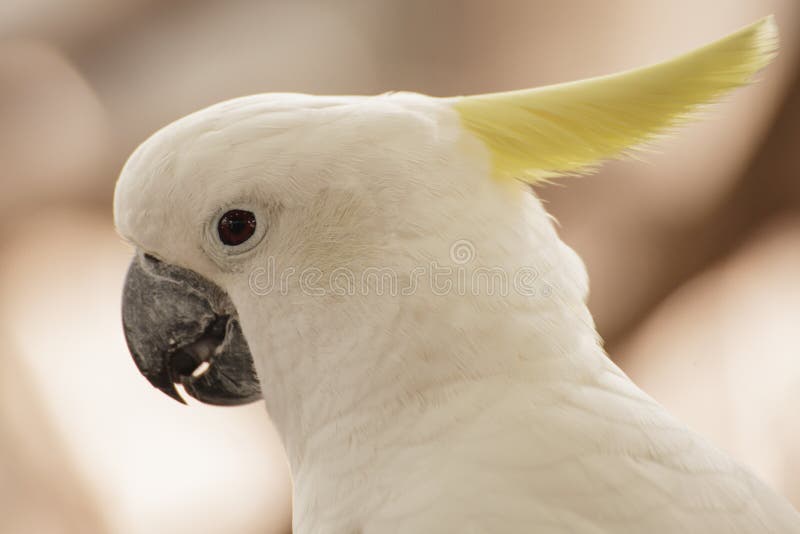 White Cockatoo close up stock photo. Image of cacatua - 28633678