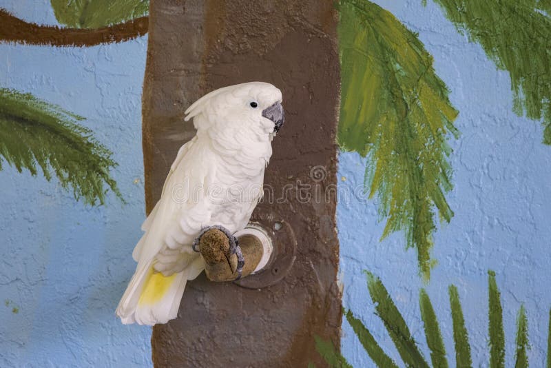 White Cockatoo, Closeup stock image. Image of pets, cockatoo - 348034263