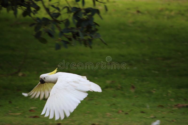 White Cockatoo stock image. Image of australia, animal - 82690717