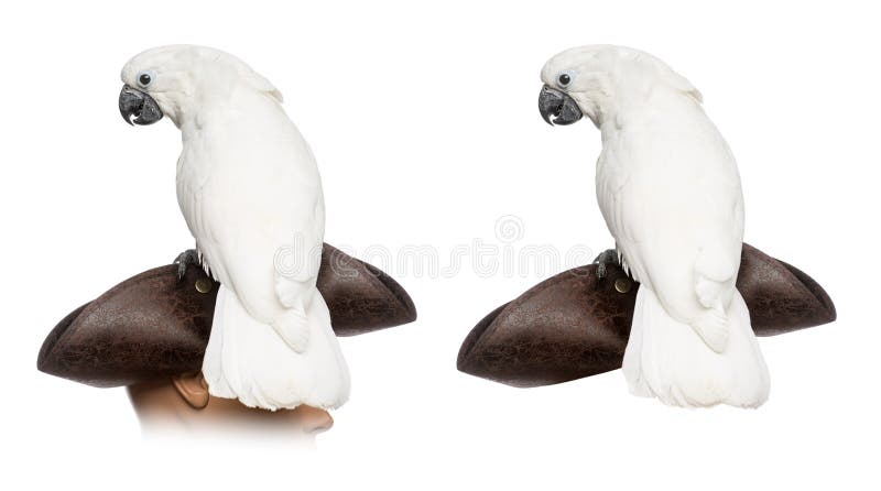 White Cockatoo Isolated on White Stock Photo - Image of white ...