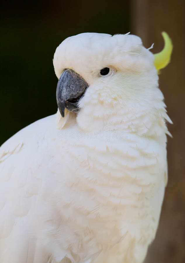 White Cockatoo Looks Left, in Slight Profile Stock Photo - Image of ...