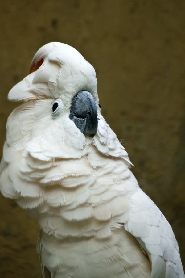 Moluccan Cockatoo. stock photo. Image of parrot, crest - 30205226