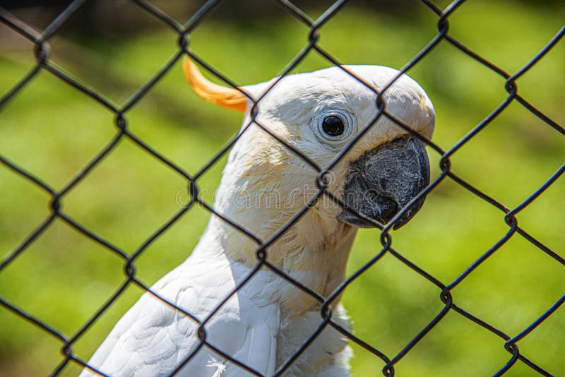 White Cockatoo Parrot in a Cage. Stock Image - Image of feathered ...