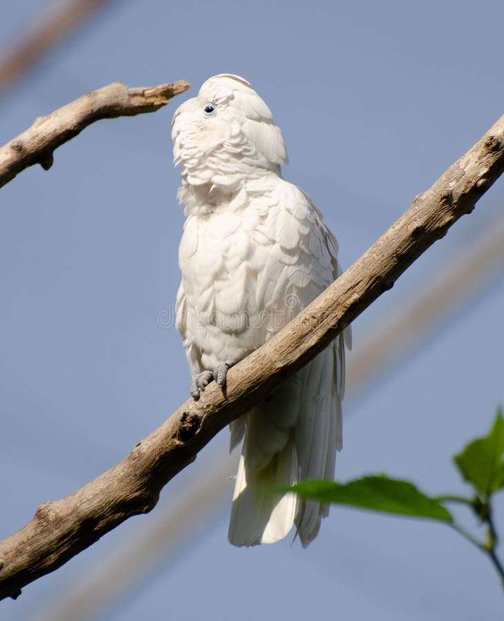 A White Cockatoo Parrot Perching on a Branch Stock Image - Image of ...