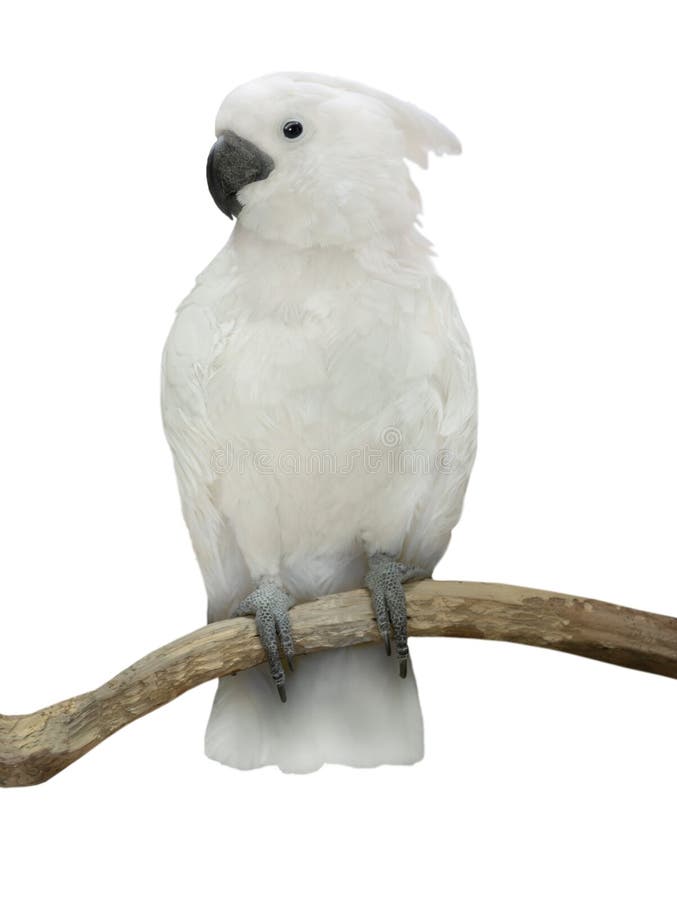 White Cockatoo Sits on Tree Branch Isolated on White Background Stock ...