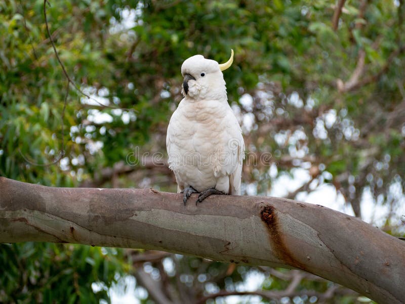 White Cockatoo on a Tree Branch Stock Photo - Image of closeup, bird ...