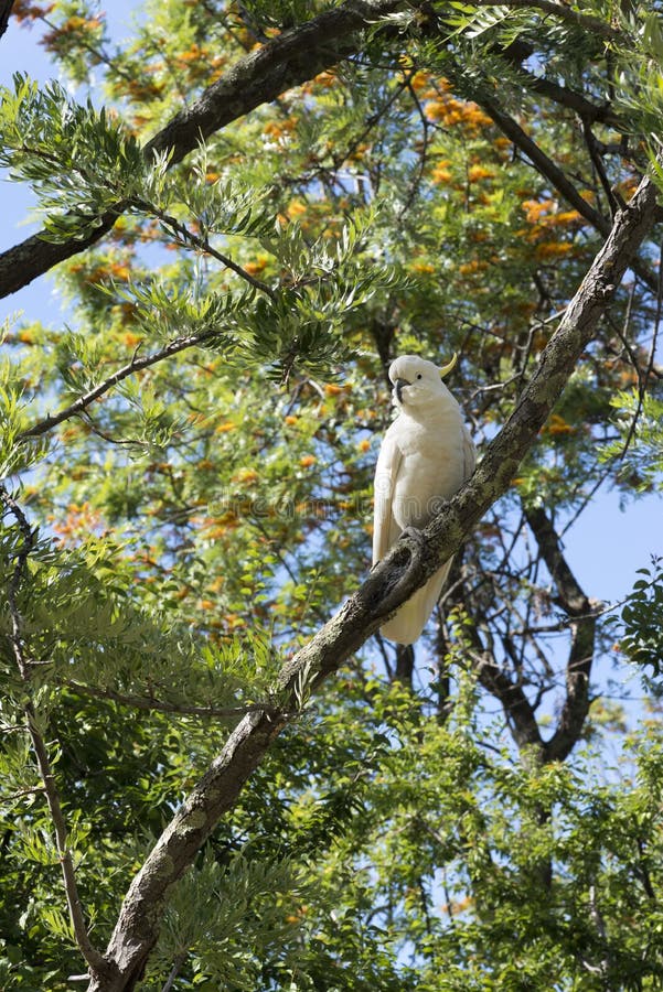 Cockatoo on a tree -5 stock image. Image of wild, forest - 28476665