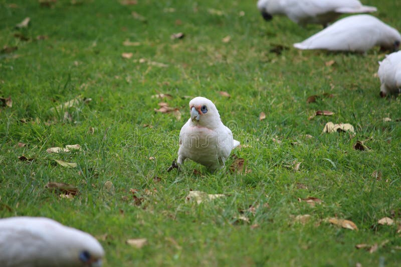 White Cockatoo stock photo. Image of beak, animal, wildlife - 82688418