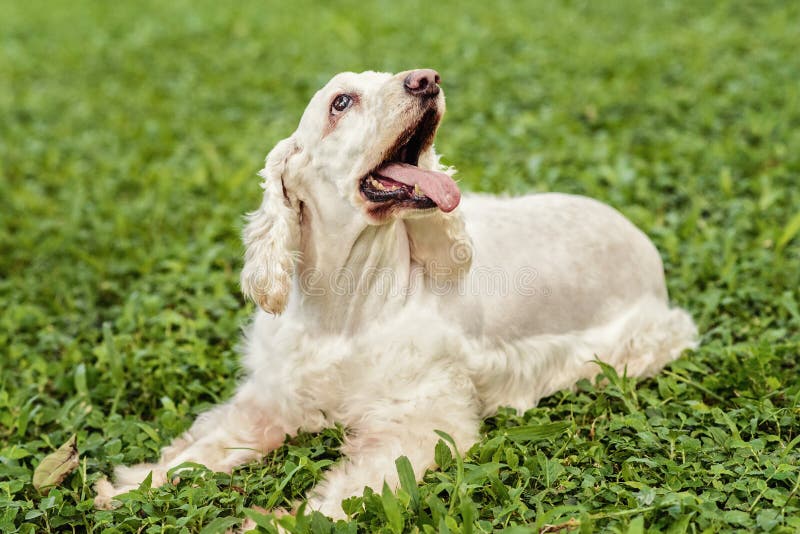 White Cocker Spaniel stock photo. Image of wide, resting - 61780192