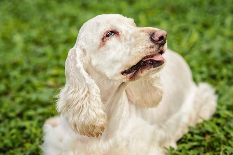 White Cocker Spaniel stock image. Image of forest, spots - 61780349