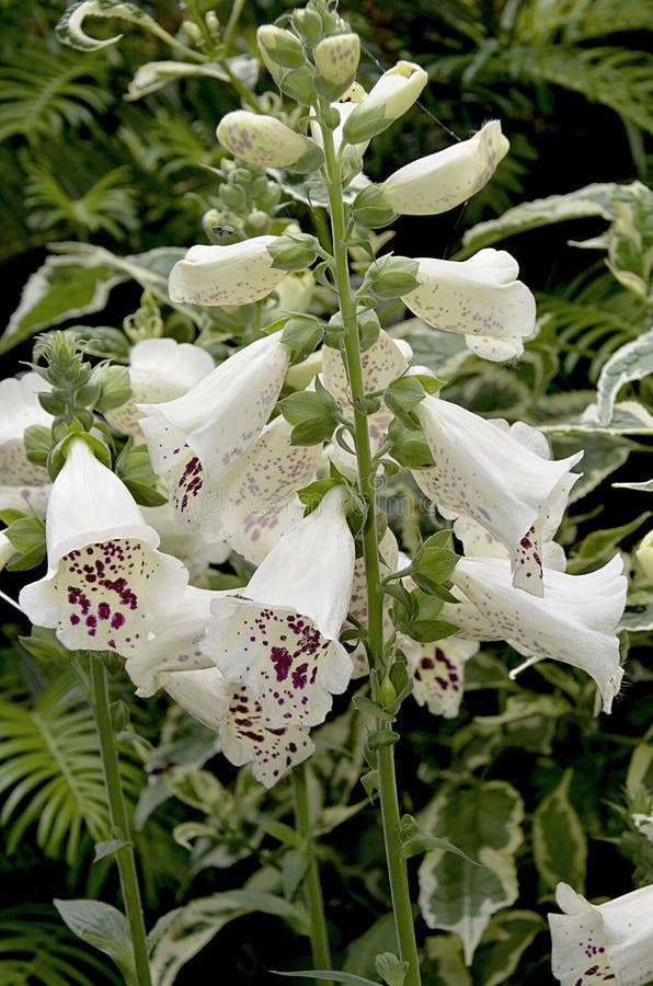 White Cockle Bells stock photo. Image of bouquet, close - 71045402