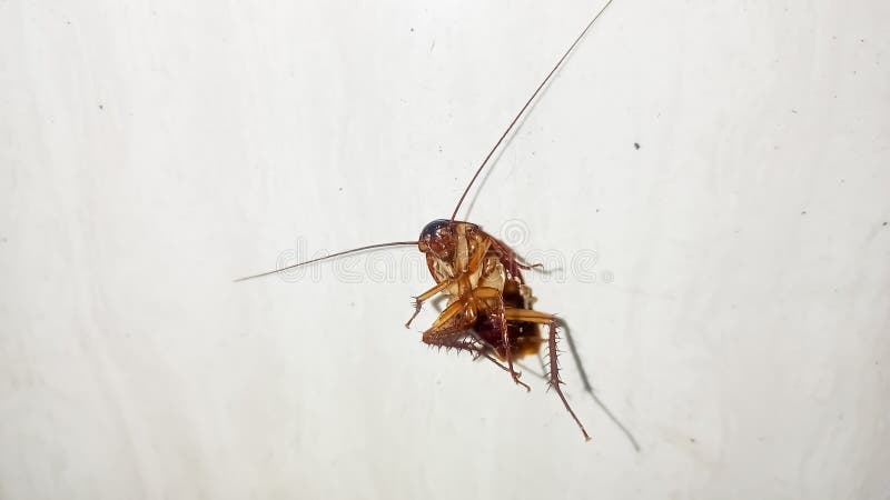 White of Cockroach or Kecoa Seen from Above Stock Photo - Image of ...