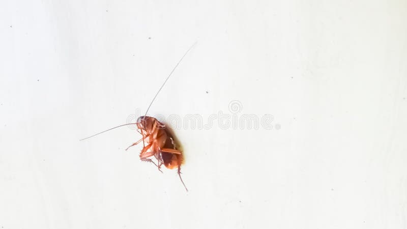 White of Cockroach or Kecoa Seen from Above Stock Photo - Image of ...