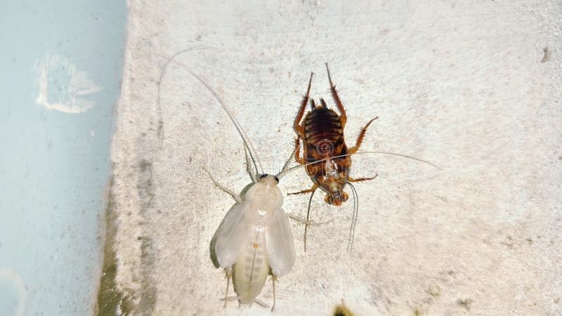 White Cockroaches that Have Just Molted and Cockroaches Clinging To the ...
