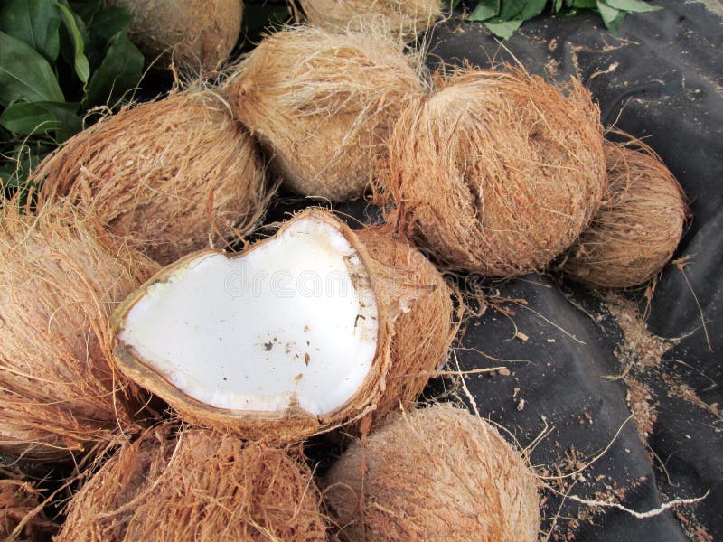 White coconut stock image. Image of natural, coco, milk - 41599315