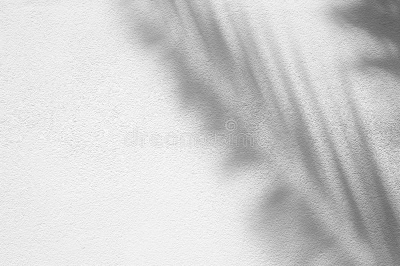 White Coconut Leaves Shadow on Concrete Wall Texture for Background ...