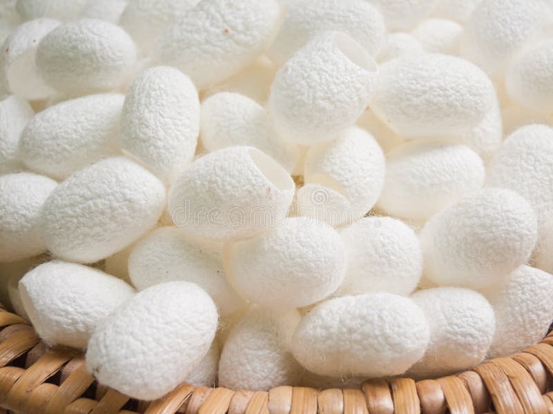 White cocoon. stock image. Image of cloth, color, closeup - 32115389