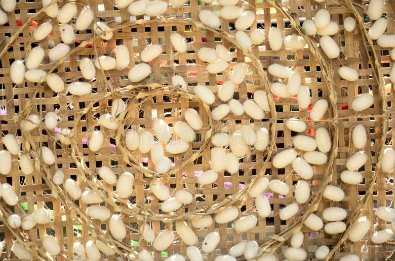 White cocoon texture stock image. Image of thread, pattern - 59708609