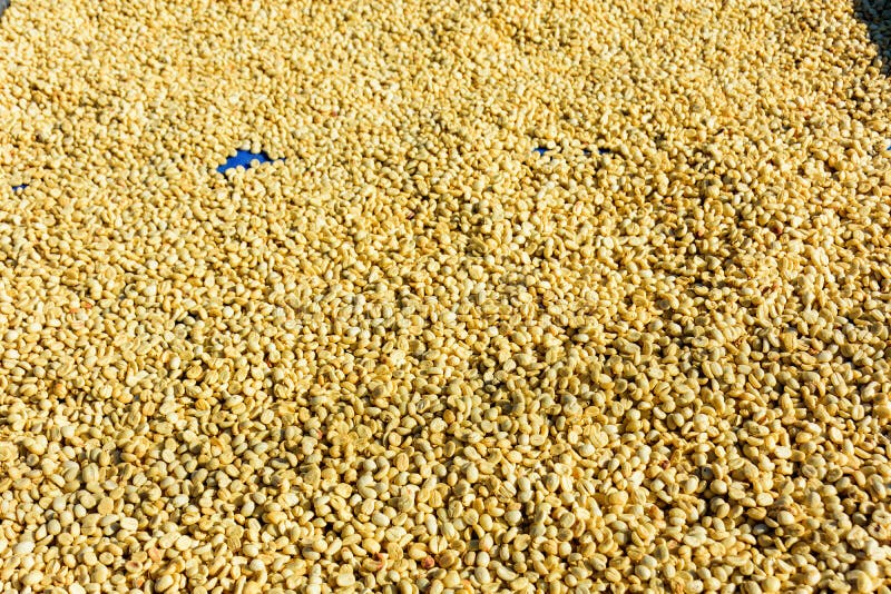 Coffee Beans Berries Drying are Naturally Processed by the Sun. Honey ...