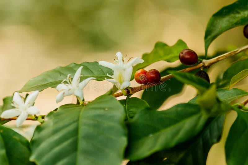 White Coffee Flower on Coffee Tree. Stock Image - Image of flowers ...