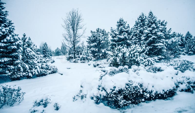 White Cold Frozen Winter Forest in Washington State Stock Photo - Image ...