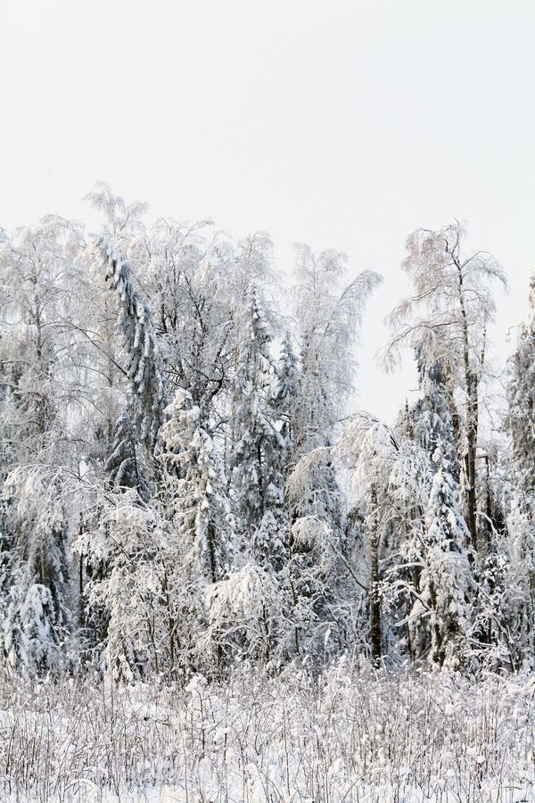 White Cold Winter Forest Landscape Snow Stock Photo - Image of ...