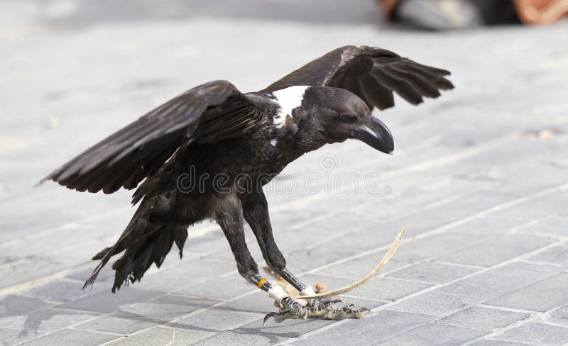 Raven stock image. Image of birding, coloured, bird, body - 30051351