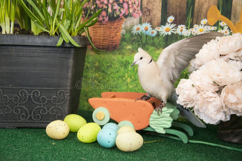 White Collared Dove Landing among Colored Easter Eggs and Spring ...