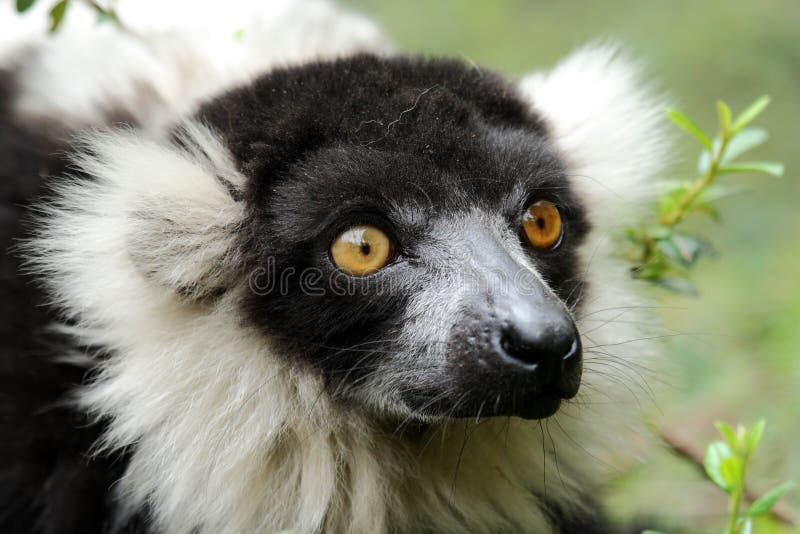 White-collared lemur stock photo. Image of jungle, lemur - 36404418