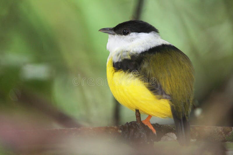 White-collared Manakin, Tropical Bird of Belize Stock Photo - Image of ...