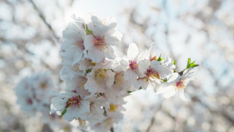 White is the Color of the Almond Spring Stock Footage - Video of almond ...